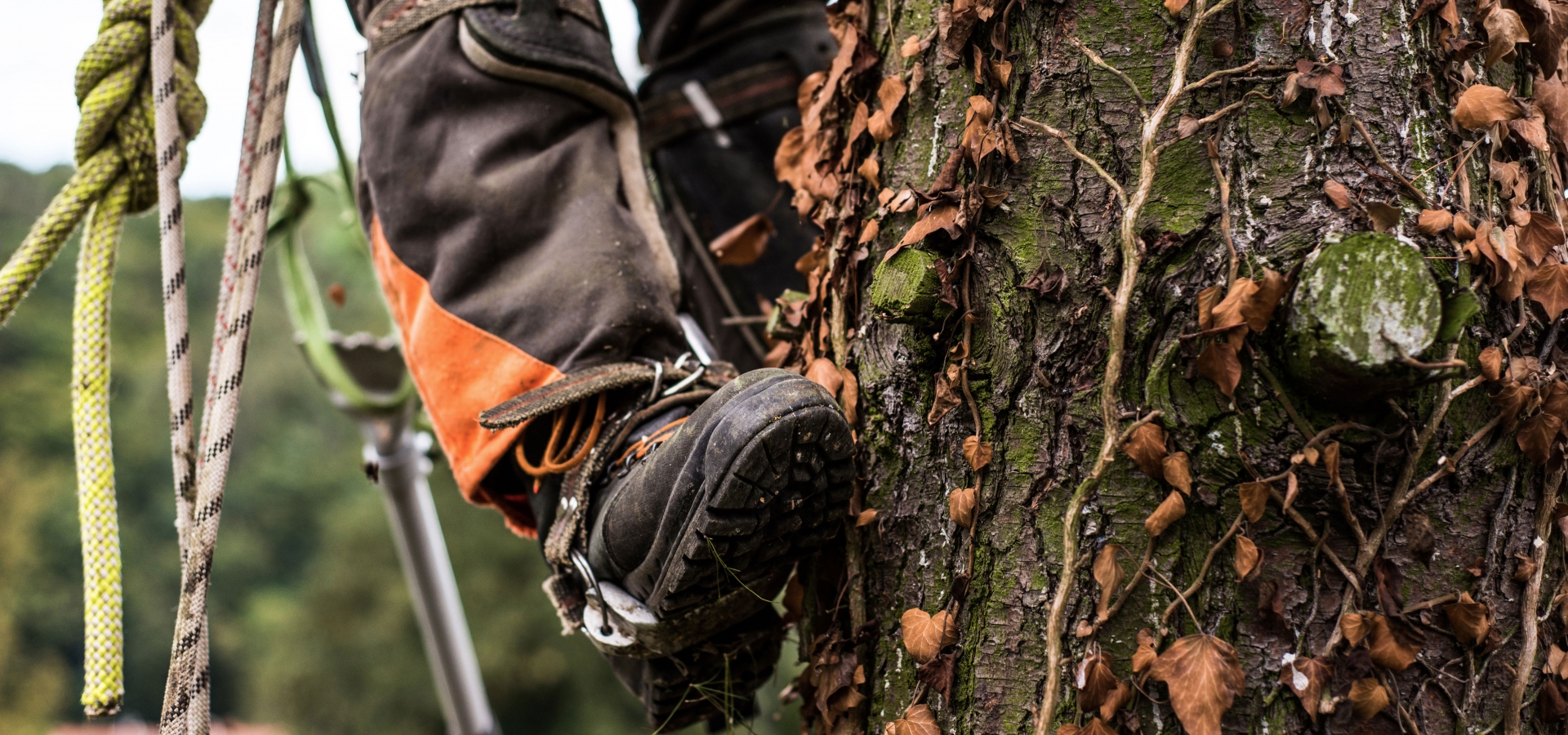 le triage forestier :: Triage forestier :: Evolène et Saint-Martin ...